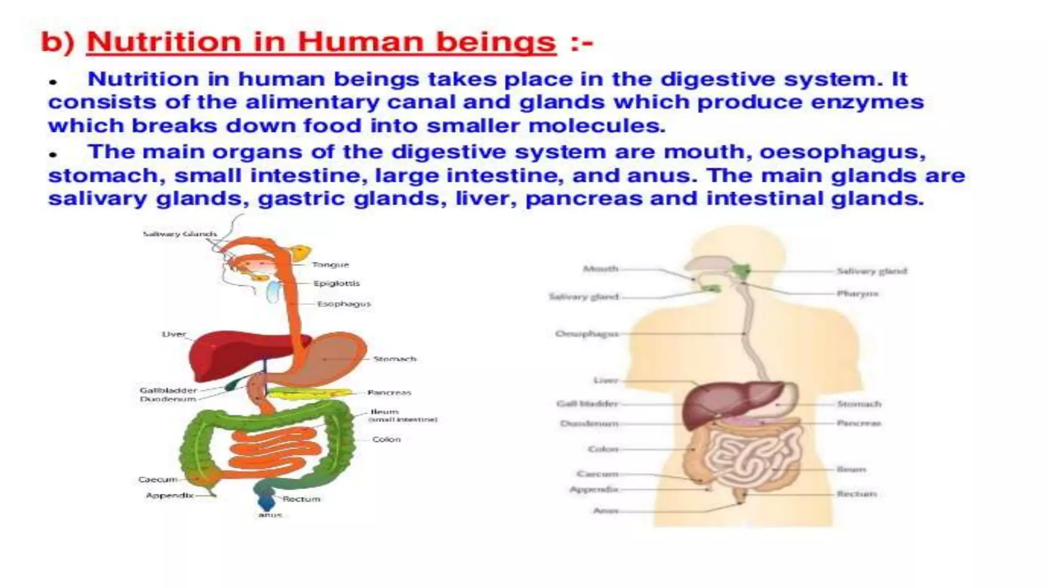 _6 Life Processes Biology pptx.pptx