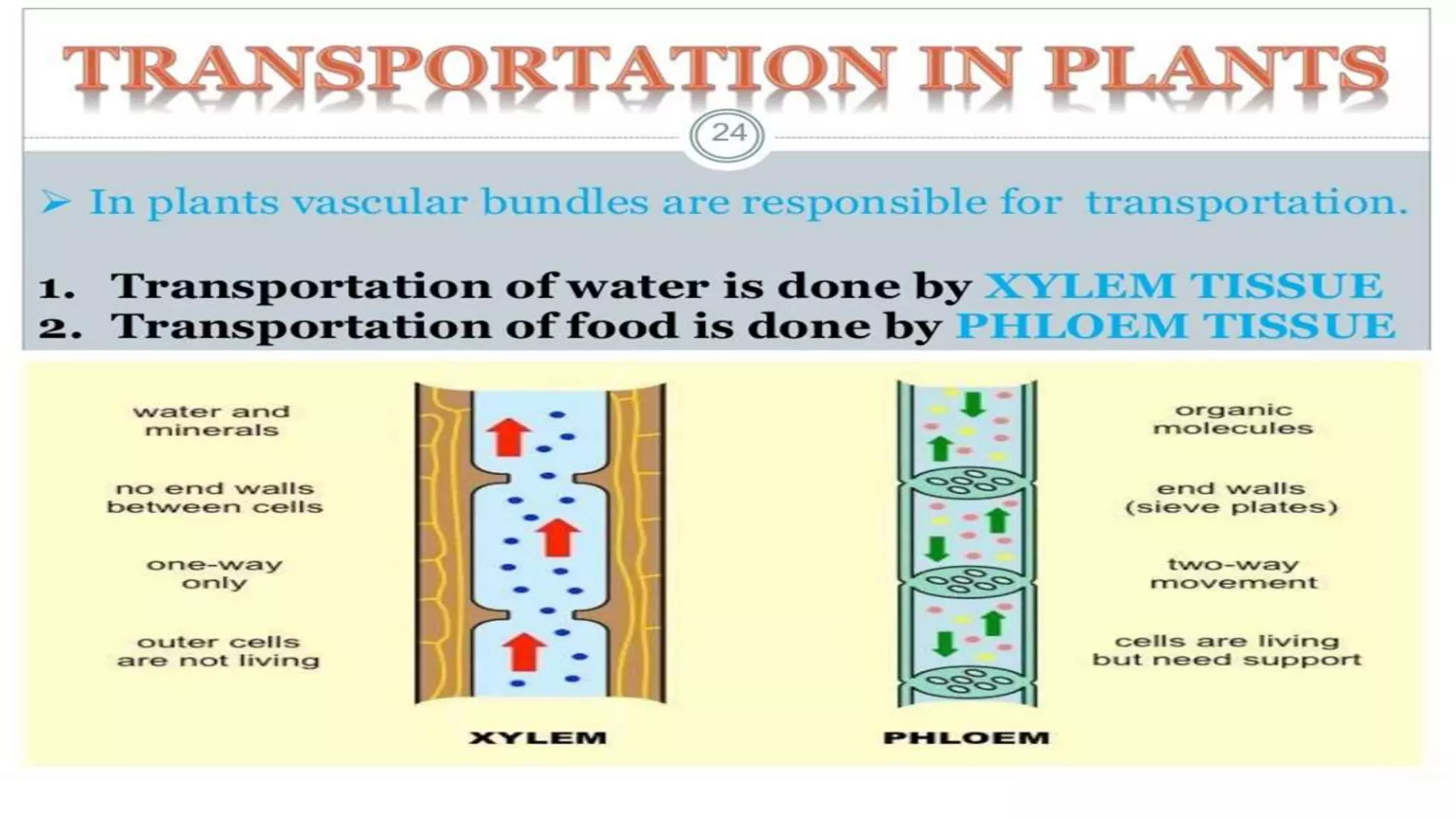 _6 Life Processes Biology pptx.pptx