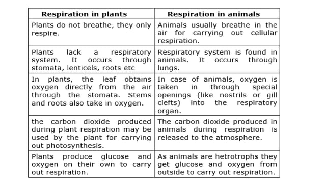 _6 Life Processes Biology pptx.pptx
