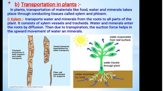 _6 Life Processes Biology pptx.pptx