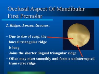 Comprehensive Anatomy and Morphology of Mandibular Premolars | PPT