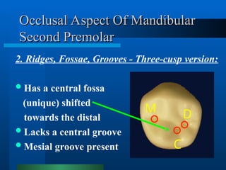 Comprehensive Anatomy and Morphology of Mandibular Premolars | PPT