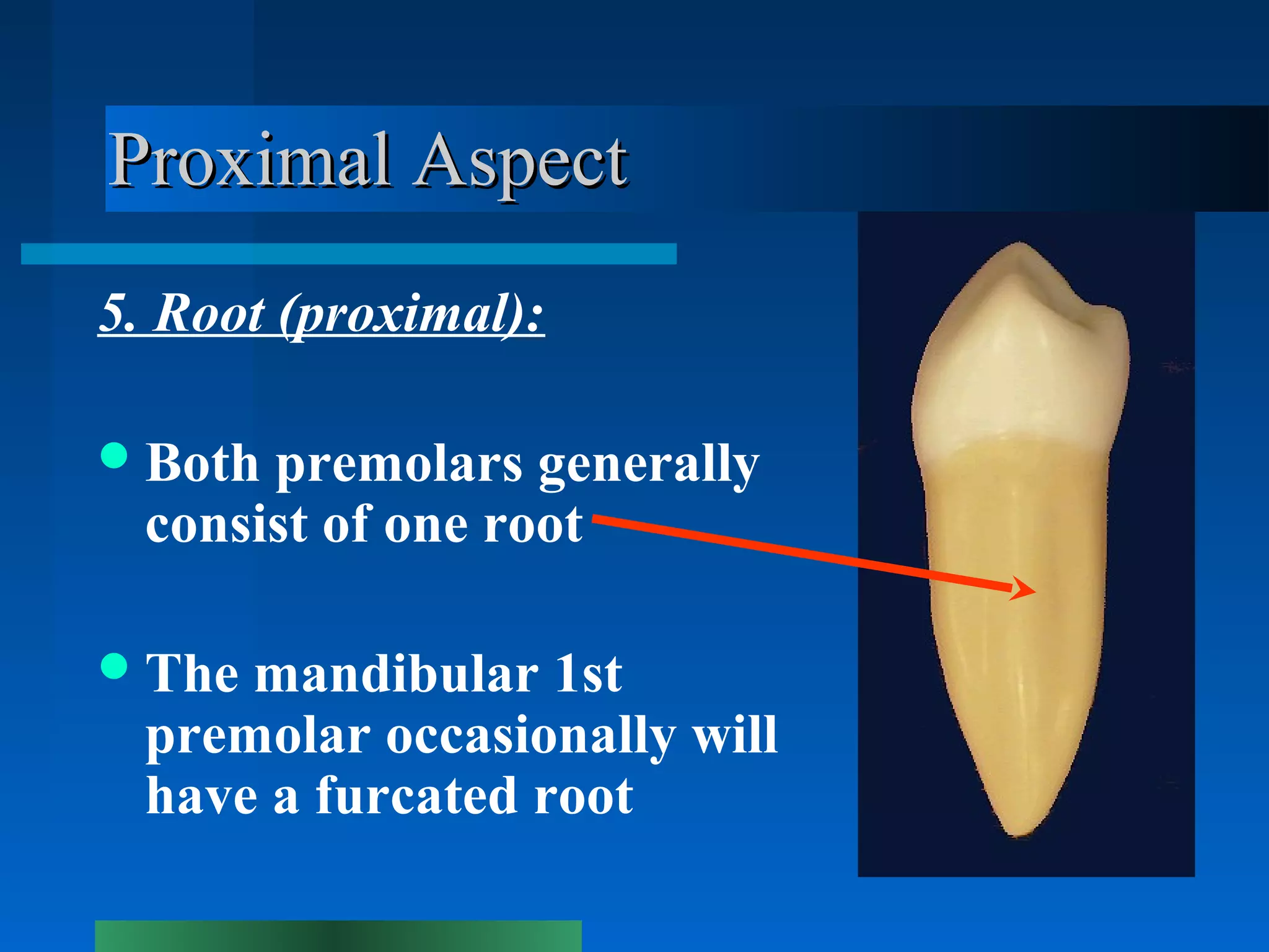 Mandibular Premolars | PPT
