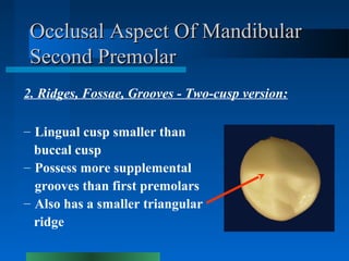 Transverse Ridge Premolar