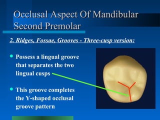Mandibular Premolars | PPT