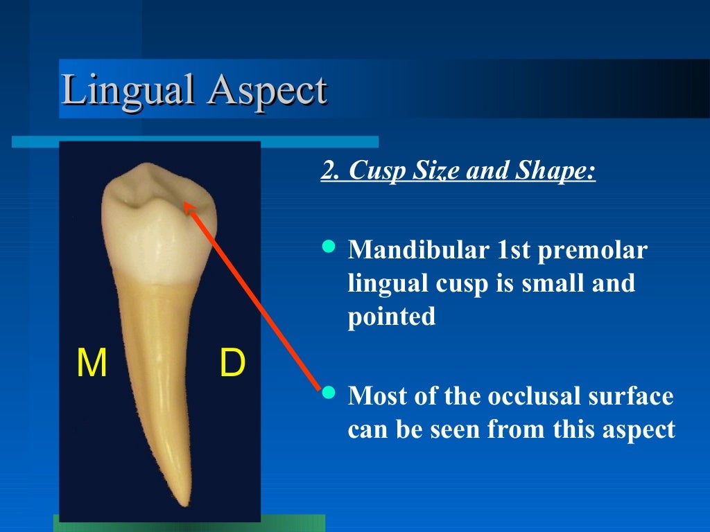 Mandibular Premolars