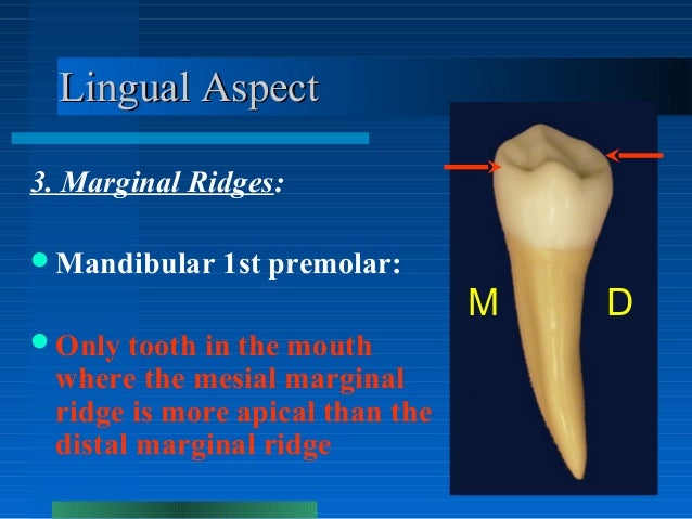 Mandibular Premolars