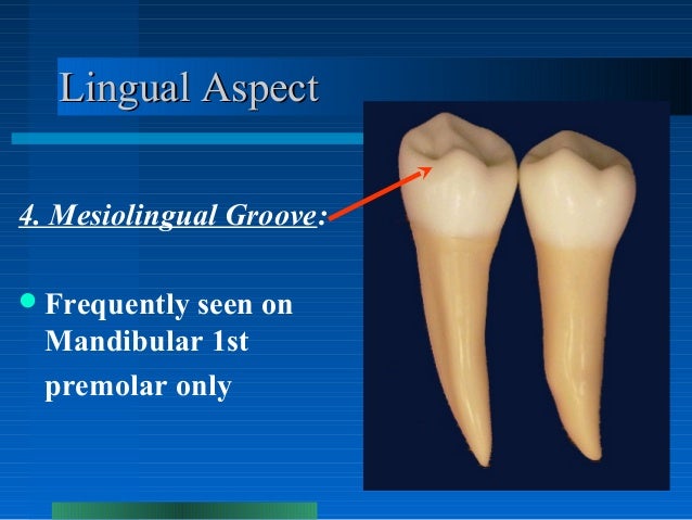 Mandibular Premolars
