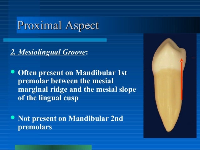 Mandibular Premolars