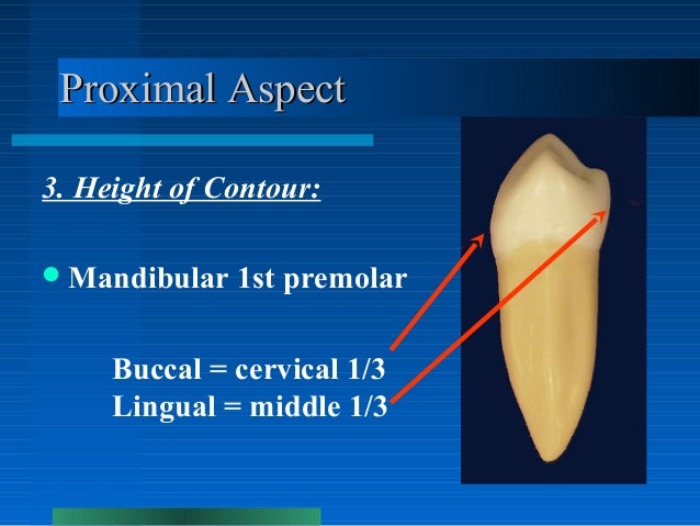 Mandibular Premolars