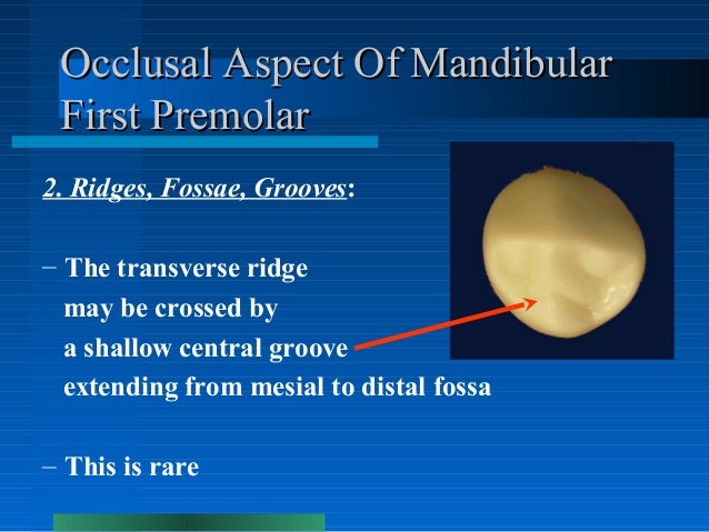 Mandibular Premolars