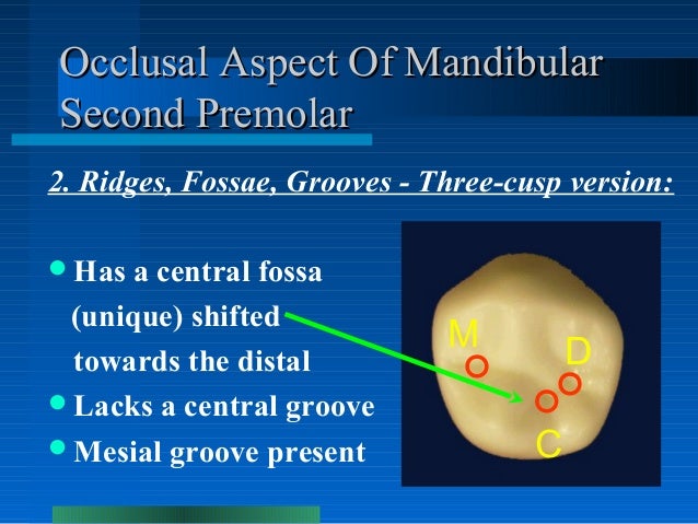 Mandibular Premolars