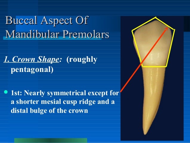 Mandibular Premolars