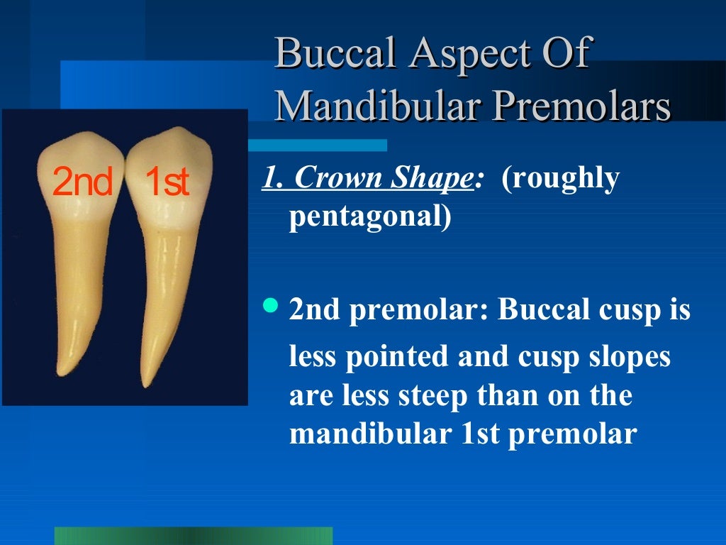 Mandibular Premolars