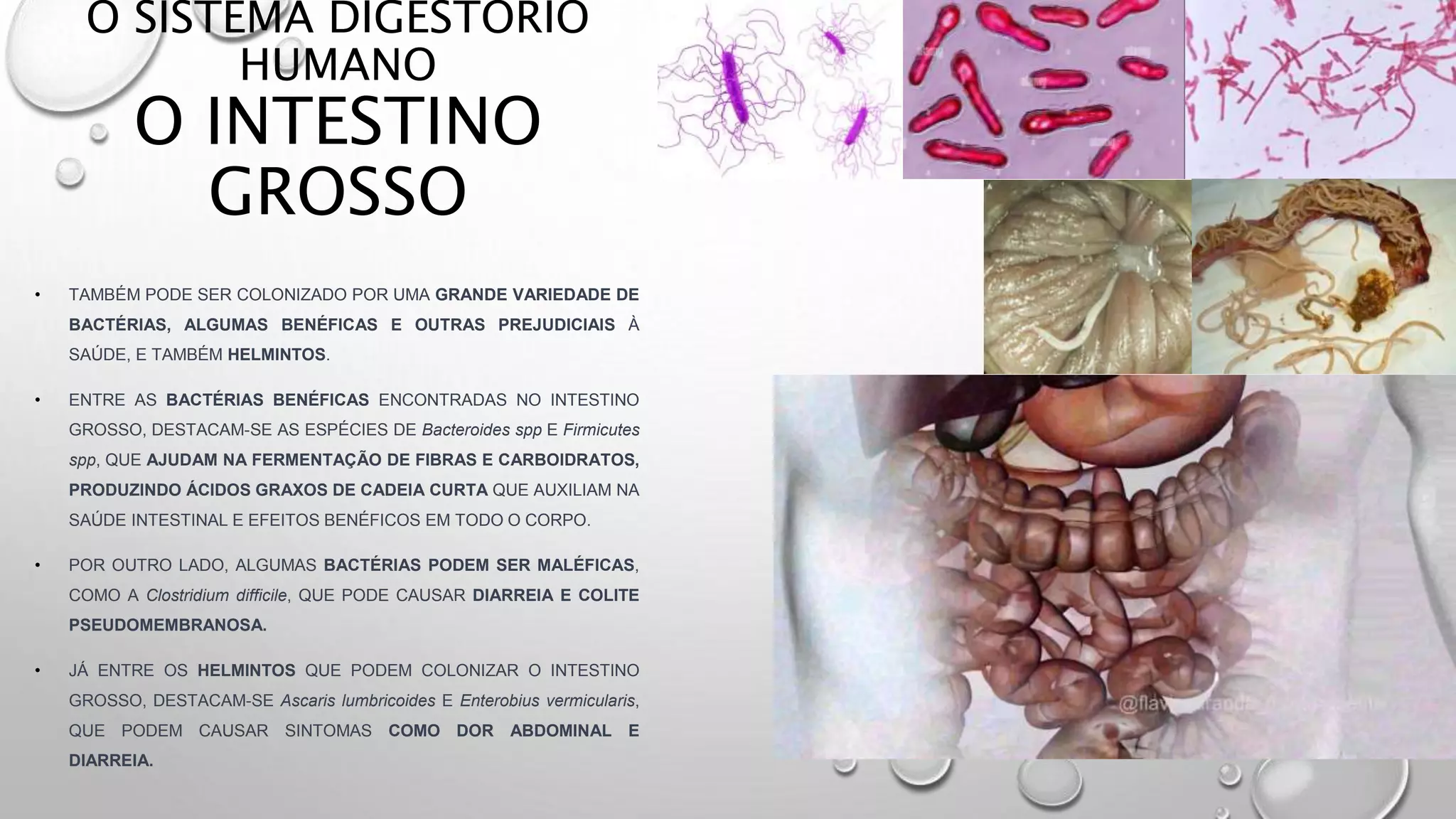 6 Microbiologia ANATOMIA DO SISTEMA DIGESTÓRIO.pptx