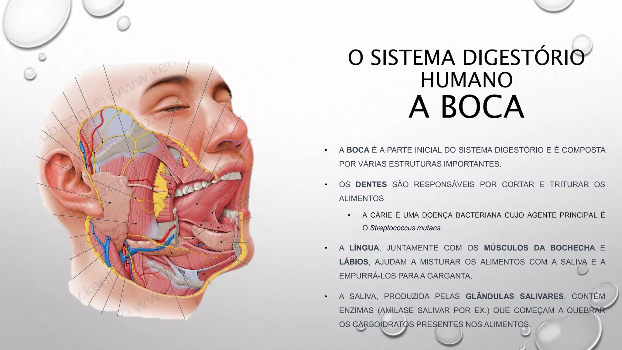 6 Microbiologia ANATOMIA DO SISTEMA DIGESTÓRIO.pptx