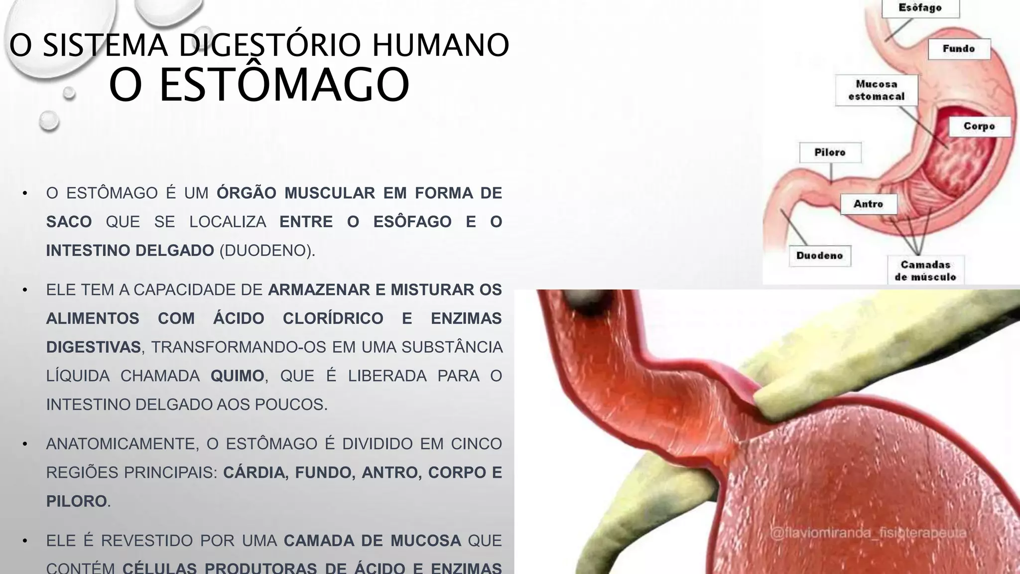 6 Microbiologia ANATOMIA DO SISTEMA DIGESTÓRIO.pptx