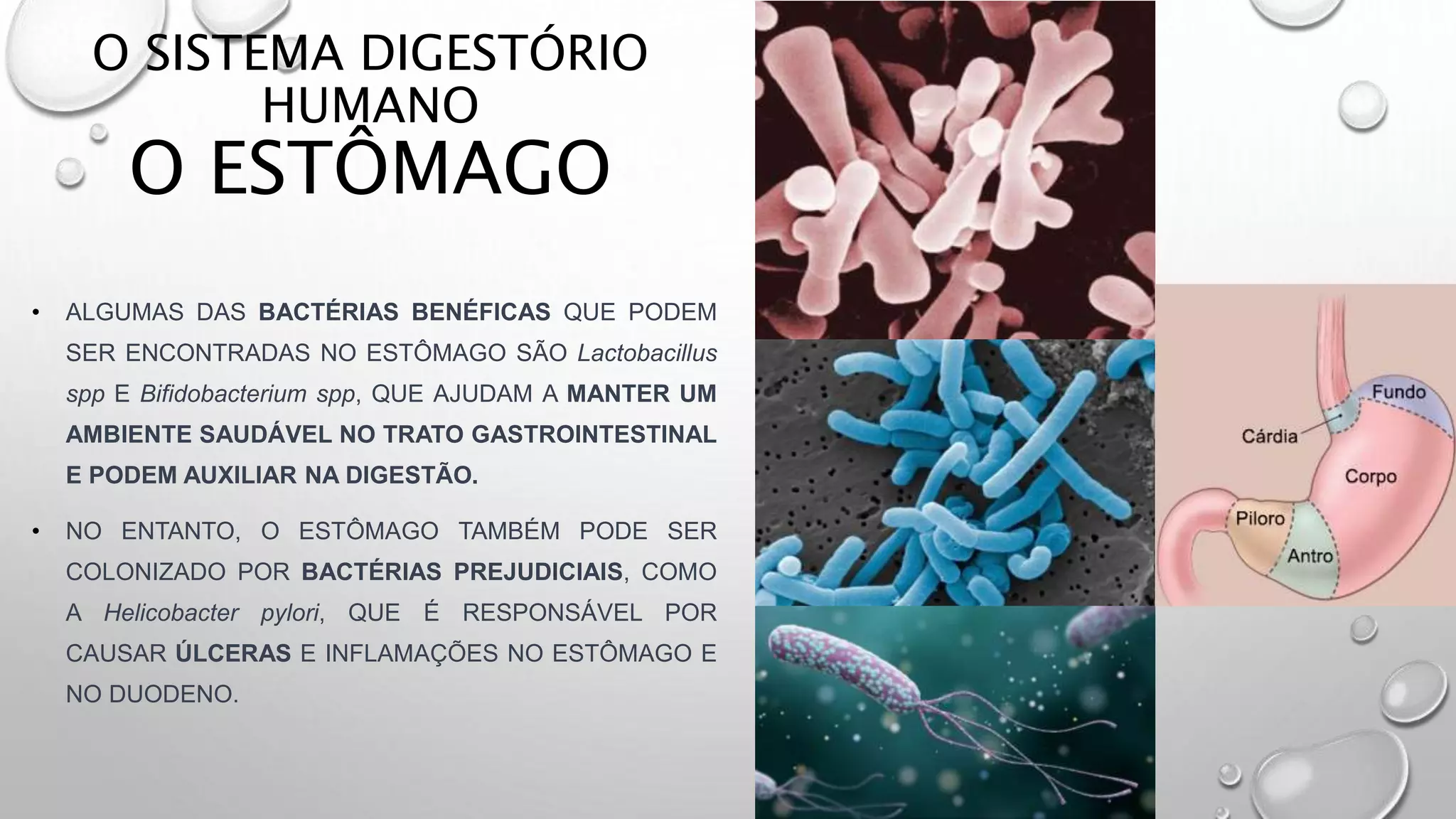 6 Microbiologia ANATOMIA DO SISTEMA DIGESTÓRIO.pptx