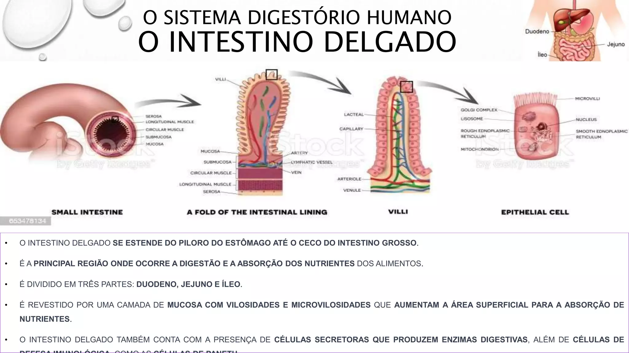 6 Microbiologia ANATOMIA DO SISTEMA DIGESTÓRIO.pptx