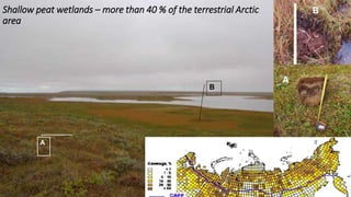 Minayeva Permafrost and Wetlands | PPTX | Geography | Science