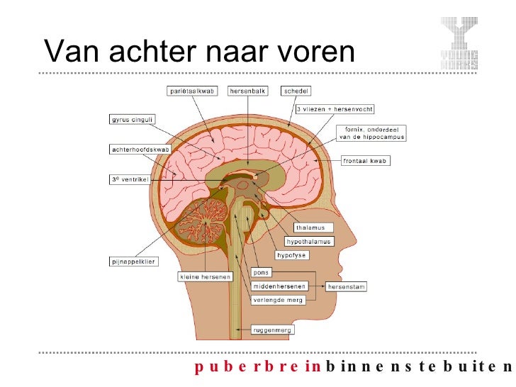 Puberbrein Binnenstebuiten