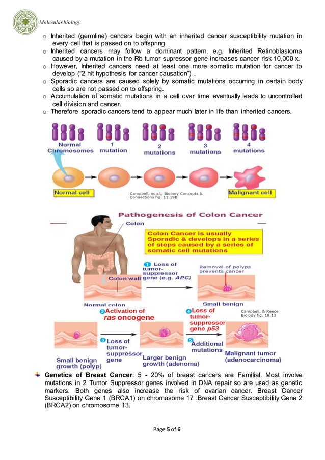 Molecular biology of cancer | DOC | Cancer | Diseases and Conditions