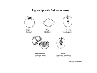 6º_morf_externa_fruto_biologia_botanica.ppt