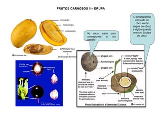 6º_morf_externa_fruto_biologia_botanica.ppt