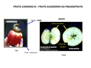 6º_morf_externa_fruto_biologia_botanica.ppt