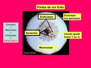 6º_morf_externa_fruto_biologia_botanica.ppt