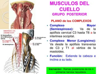Músculos del Cuello | PPTX