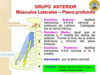 Músculos del Cuello | PPTX