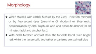 DPT - Microbiology II (Acid fast Bacilli) - Mycobacteria | PPTX