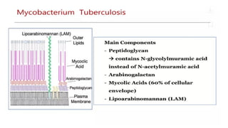 DPT - Microbiology II (Acid fast Bacilli) - Mycobacteria | PPTX