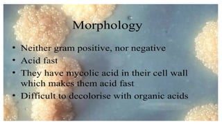 DPT - Microbiology II (Acid fast Bacilli) - Mycobacteria | PPTX