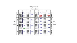 6 Nucleic acids and protein synthesis.pptx