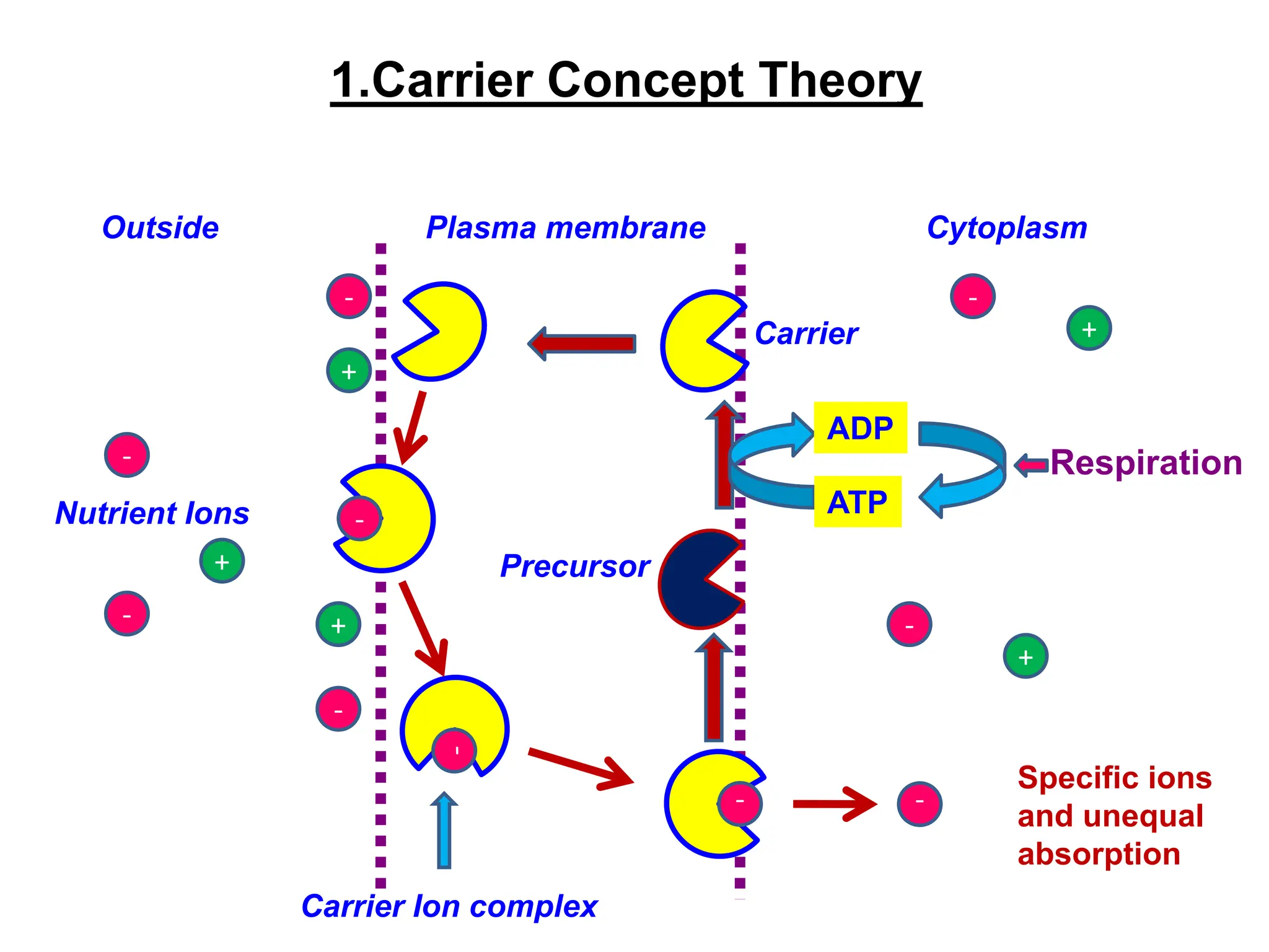 Nutrient classification&Soilless Culture | PDF