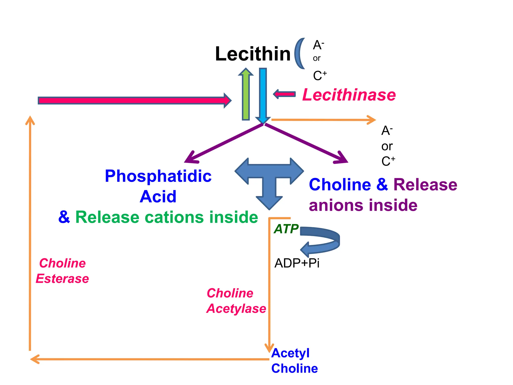 Nutrient classification&Soilless Culture | PDF