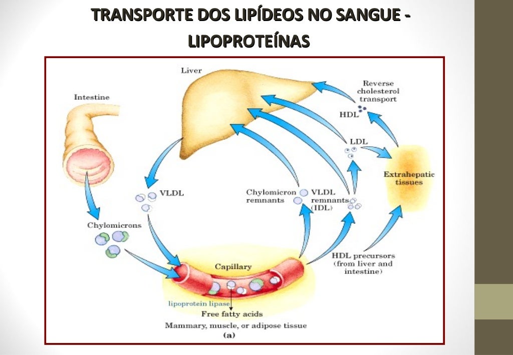 6 o sistema de lipoproteinas plasmaticas e suas alteracoes
