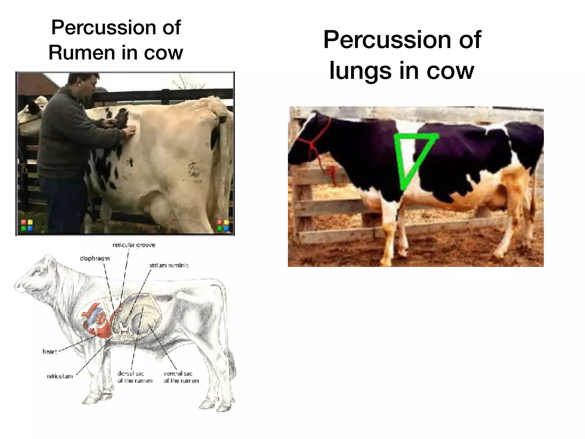 6 percussion and ascultation | PDF