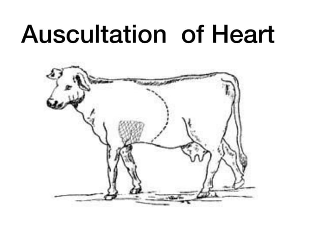 6 percussion and ascultation | PDF