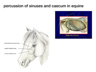 6 percussion and ascultation | PDF