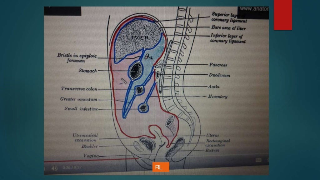 Peritoneum Anatomy and pathology part 1