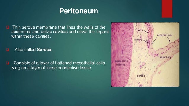 Peritoneum Anatomy and pathology part 1