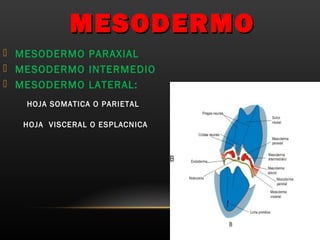 6° Período embrionario y Período fetal | PPT