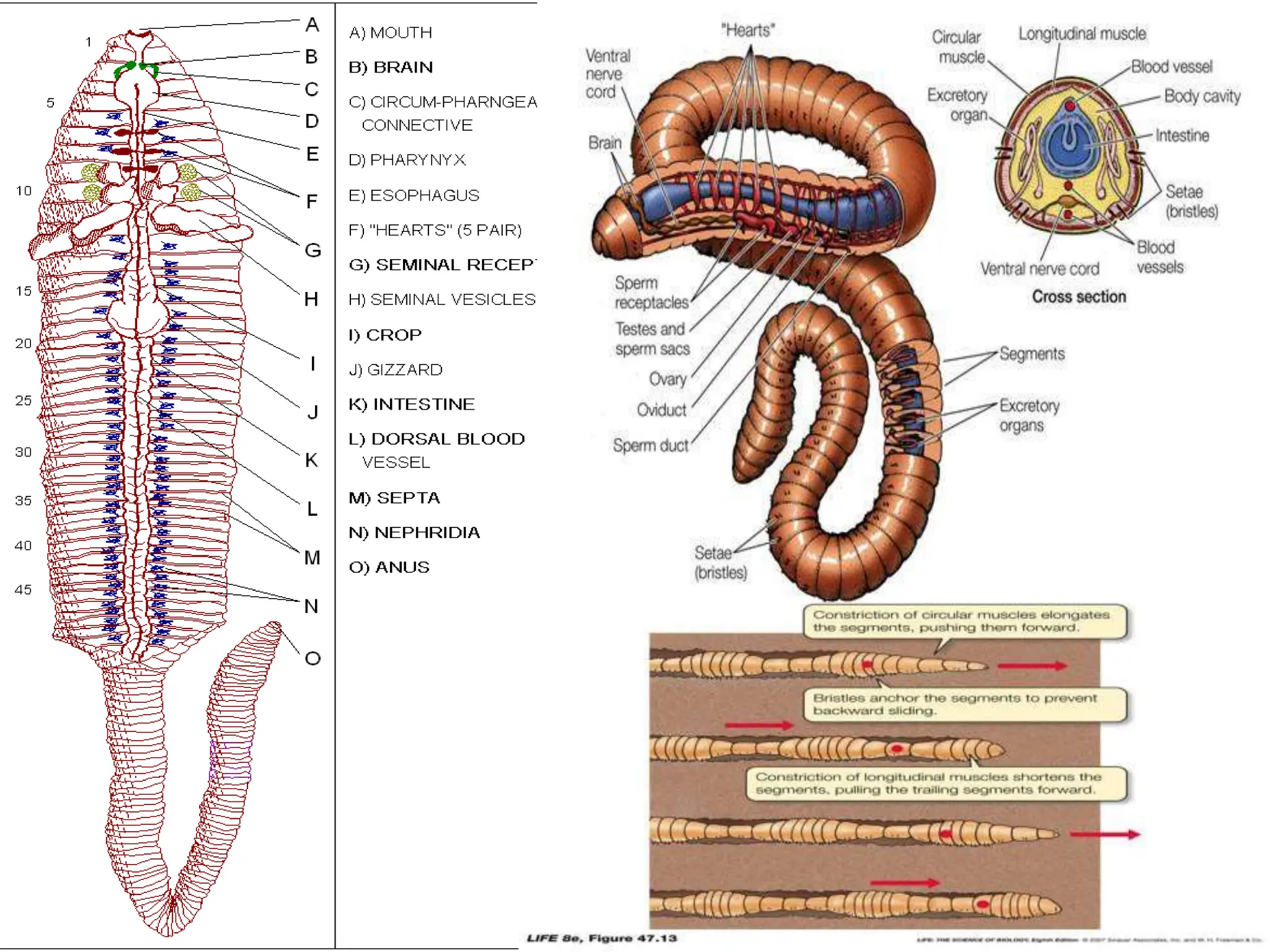 6 PHYLUM ANNELIDA pptx Sistem pencernaan | PPT