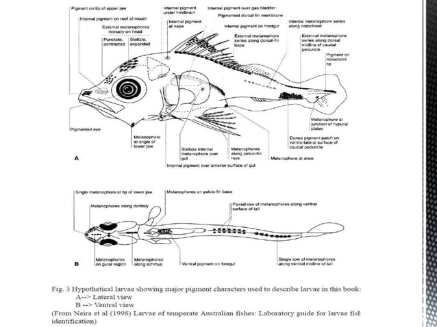 fisiologi tingkah laku larva ikan sub bahasan pigmentasi larva ikan | PPTX