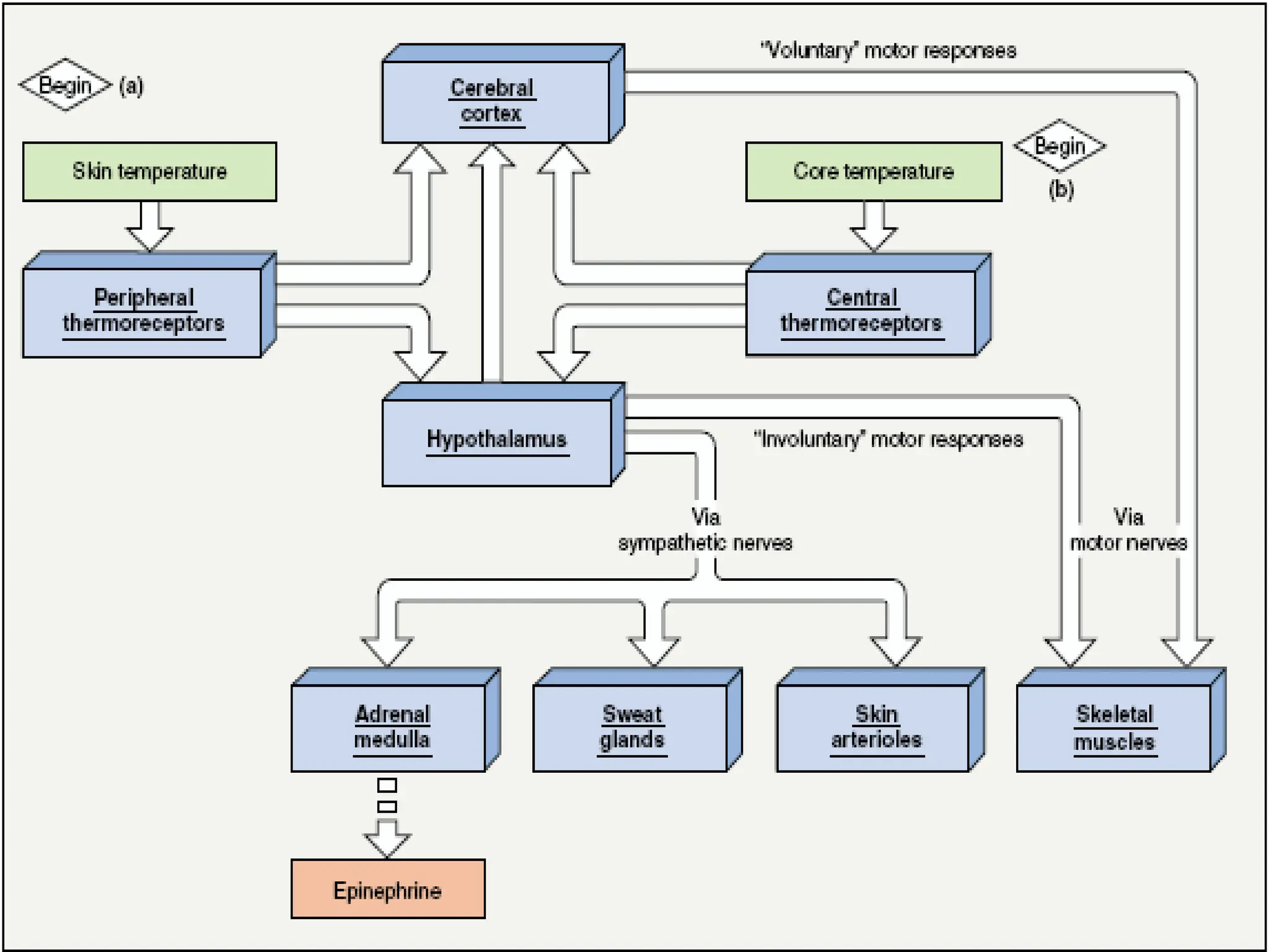 Physiology_of_thermoregulation-Physiology_of_thermoregulation.ppt