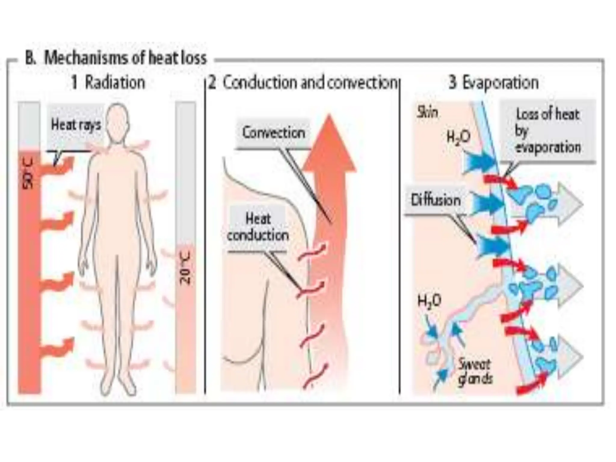 Physiology_of_thermoregulation-Physiology_of_thermoregulation.ppt