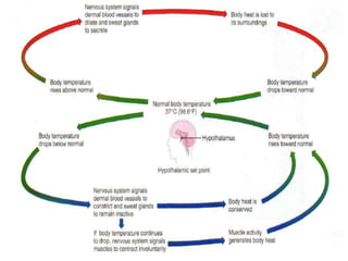 Physiology_of_thermoregulation-Physiology_of_thermoregulation.ppt